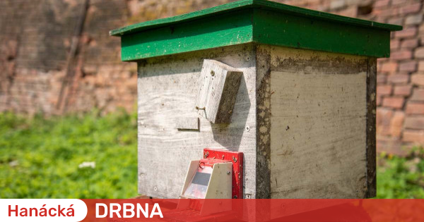 Včely ve FN Olomouc mají nové pomocníky. Areálem se rozletěli čmeláci ...